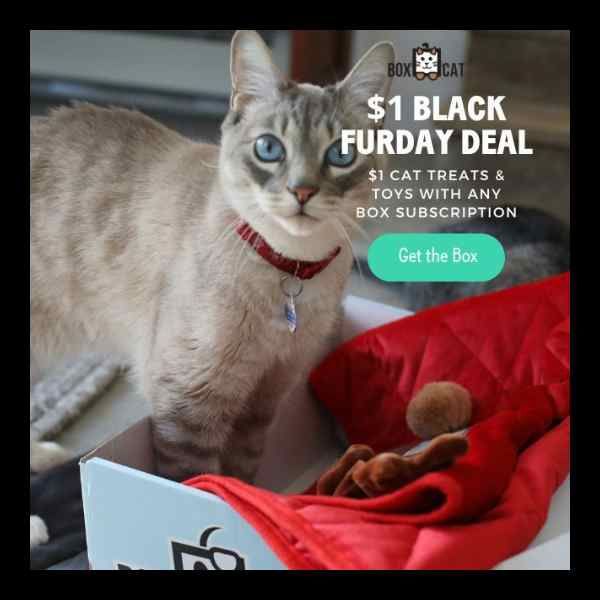 BoxCat Subscription Box - Best Subscription Boxes