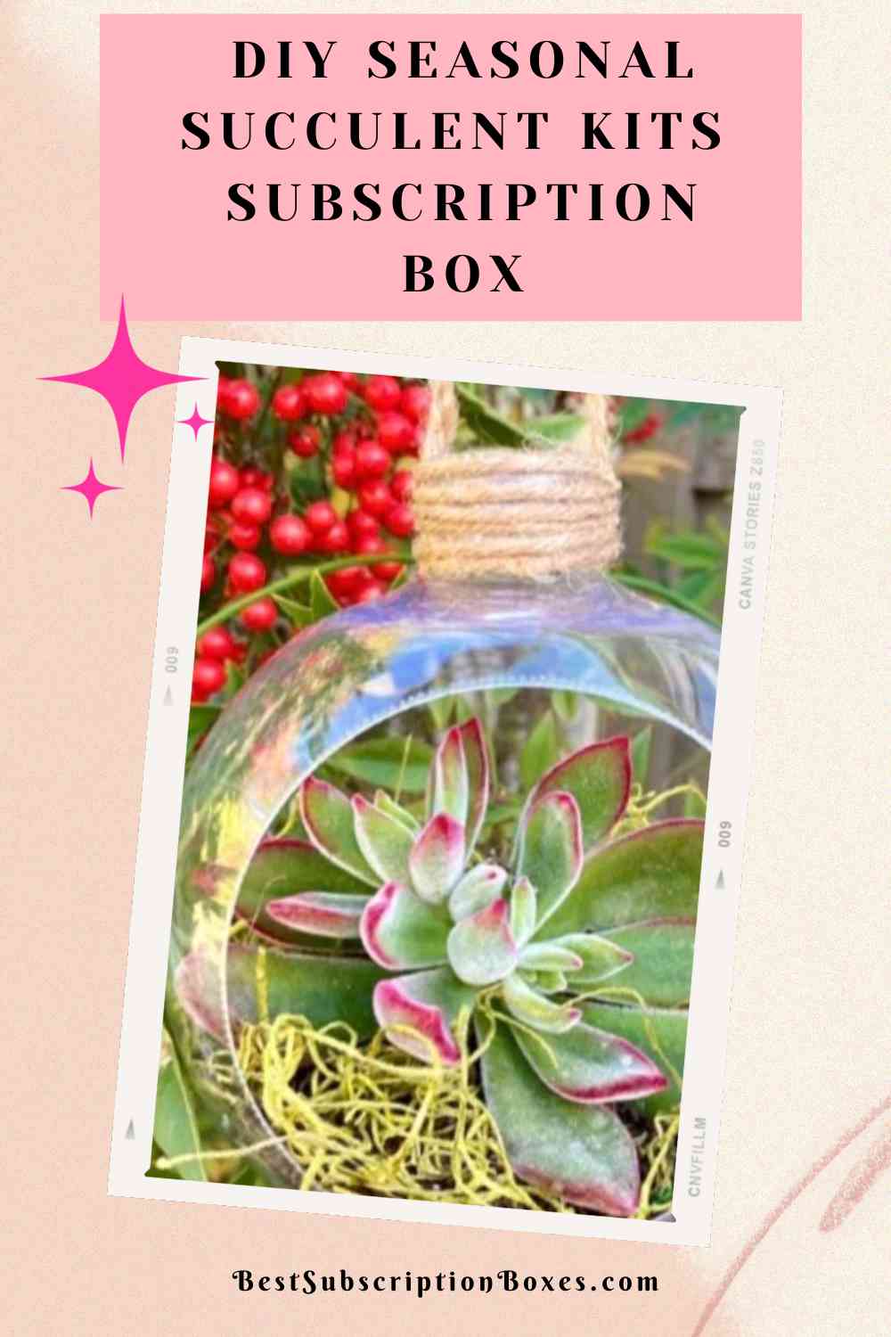 DIY Seasonal Succulent Kits Subscription Box